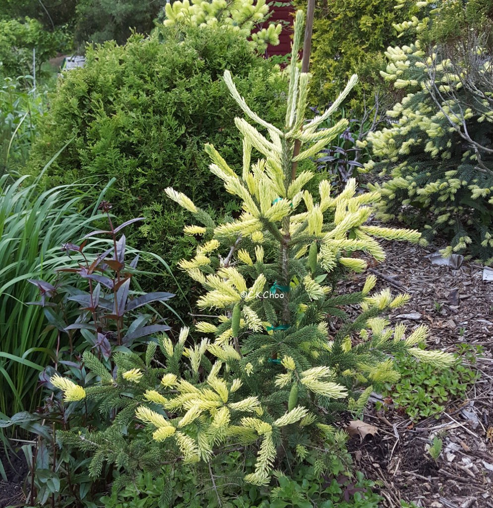 Picea glauca – Garden Canadensis